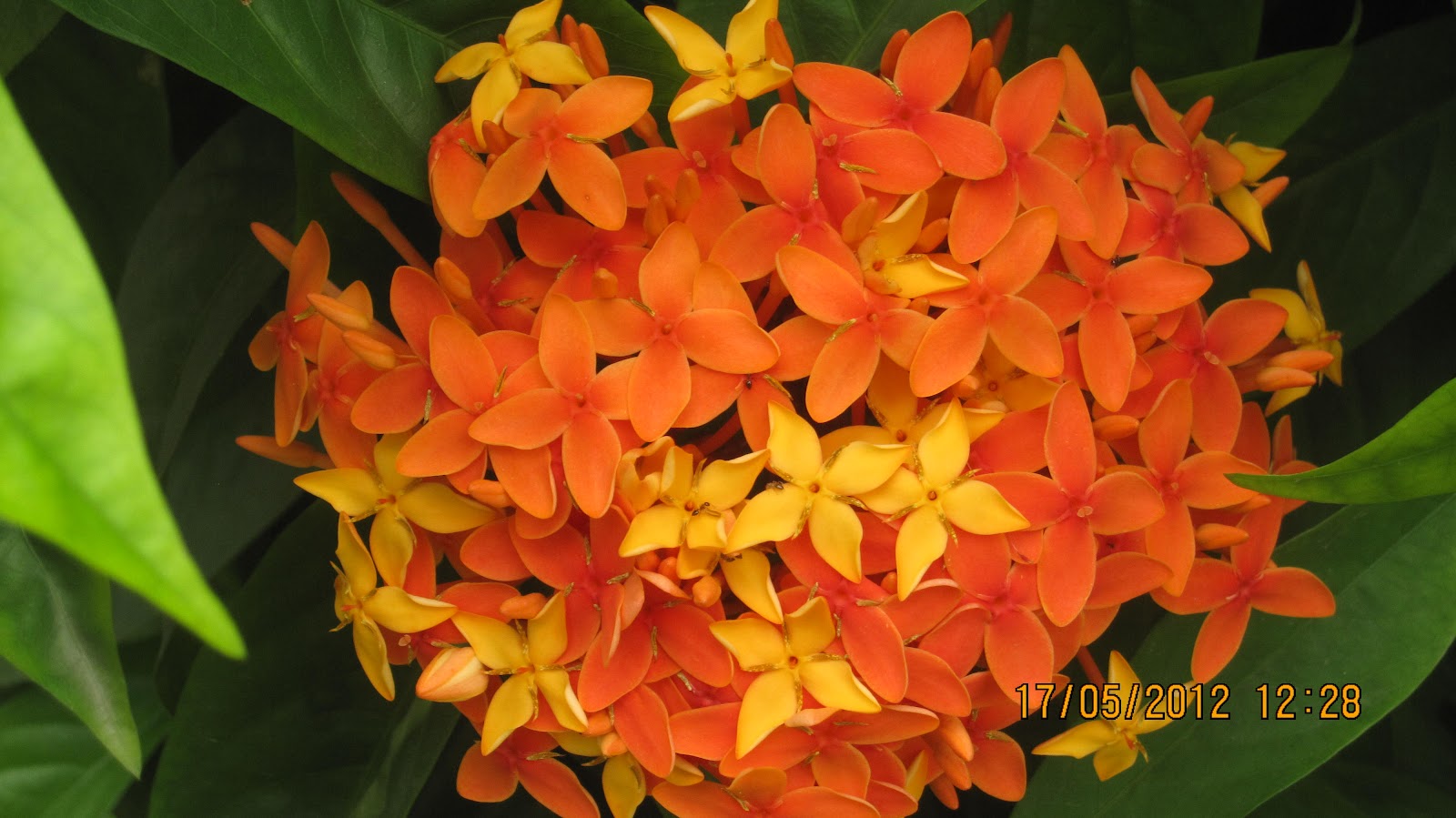 Different Flowers in Bangladesh: Description