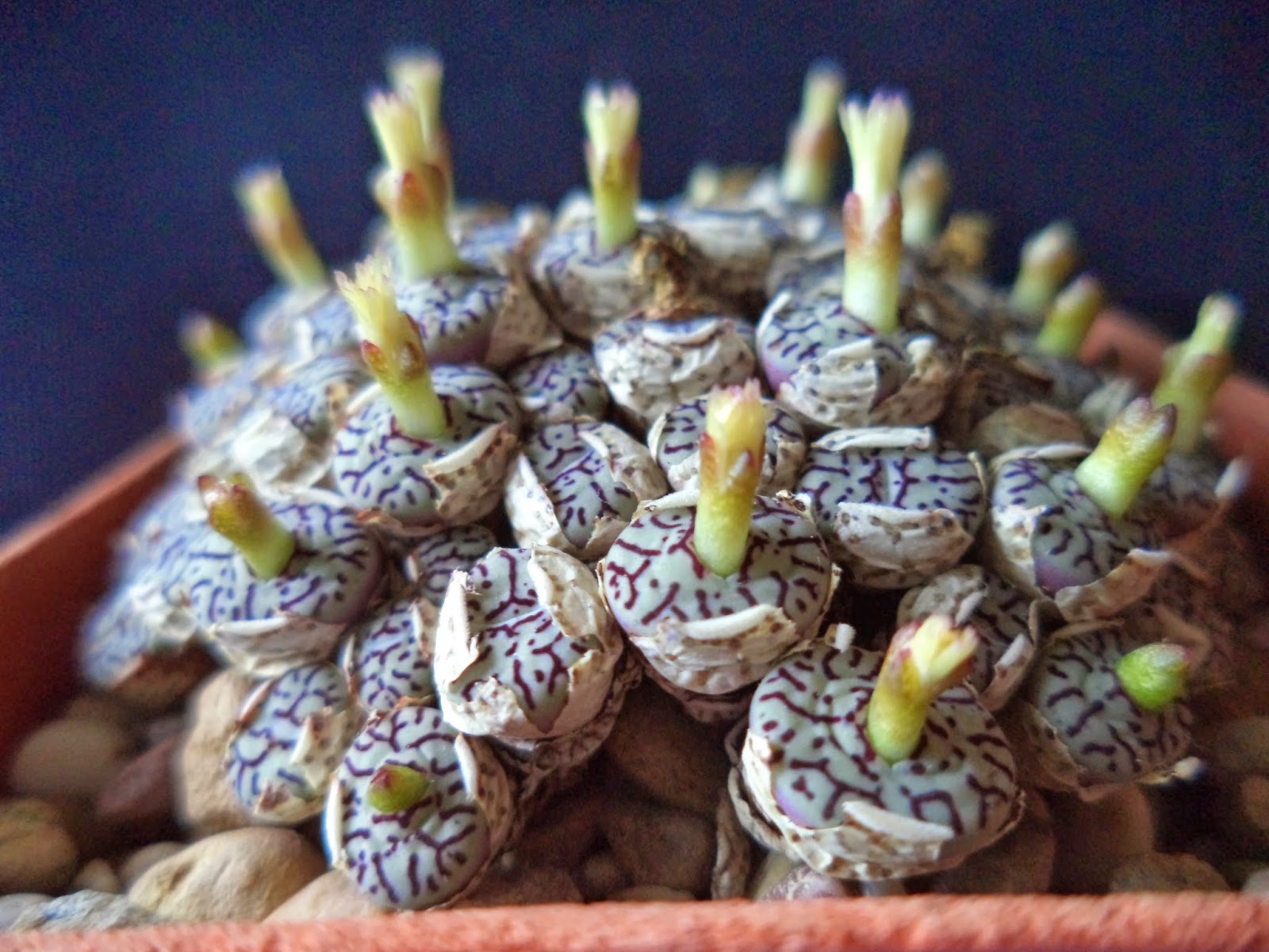 Succulent Sundae: CONOPHYTUM MINIMUM WITTEBERGENSE