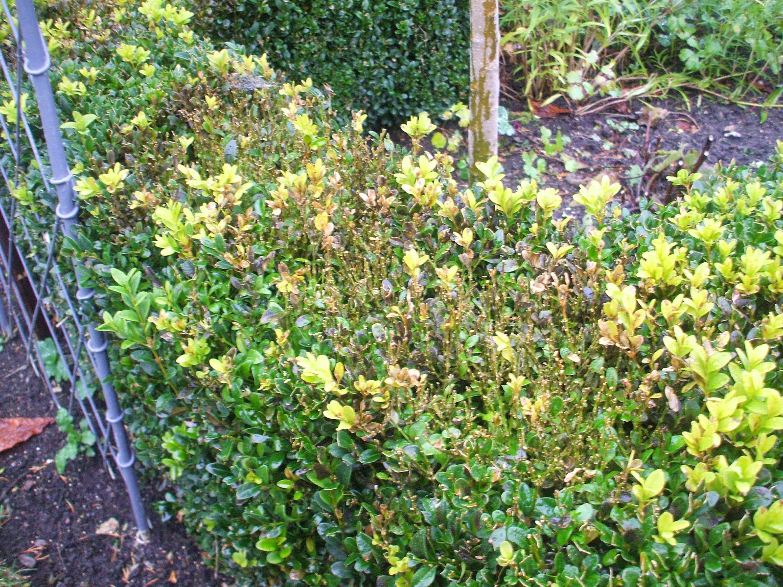 EMBiotechSolutions.co.uk - Effective Microorganisms: Controlling Box ...