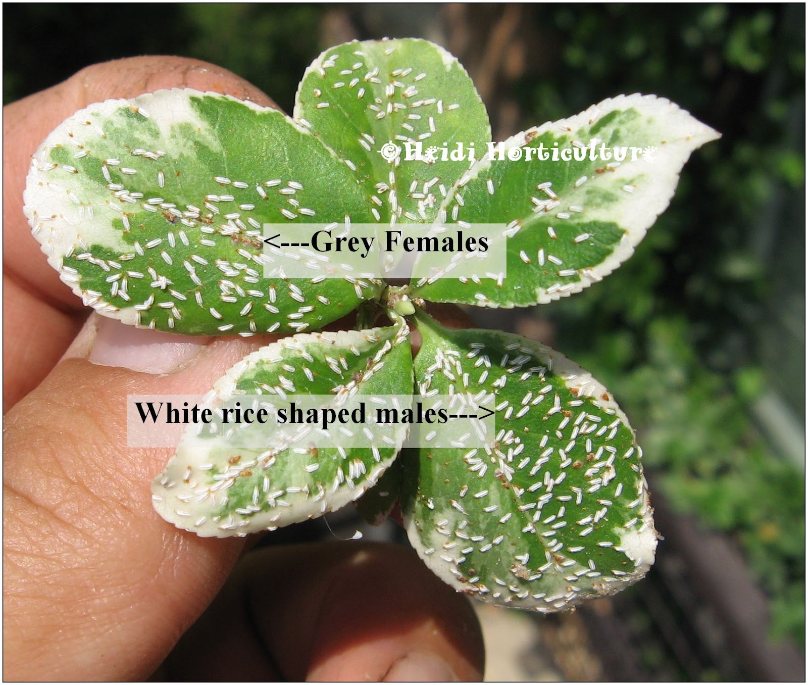 Heidi Horticulture: Euonymus Scale - Unaspis Euonymi