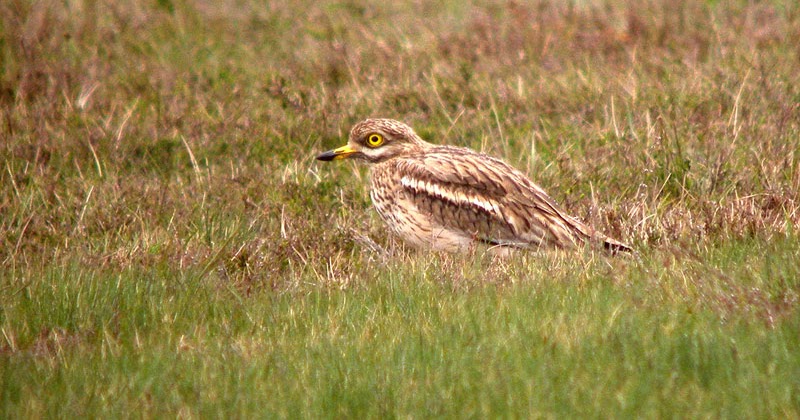 Avifauna van Gelderland: De Griel in Gelderland