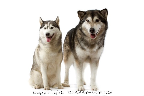 Malamute do Alaska: Diferenças entre Malamute do Alaska e o Husky Siberiano