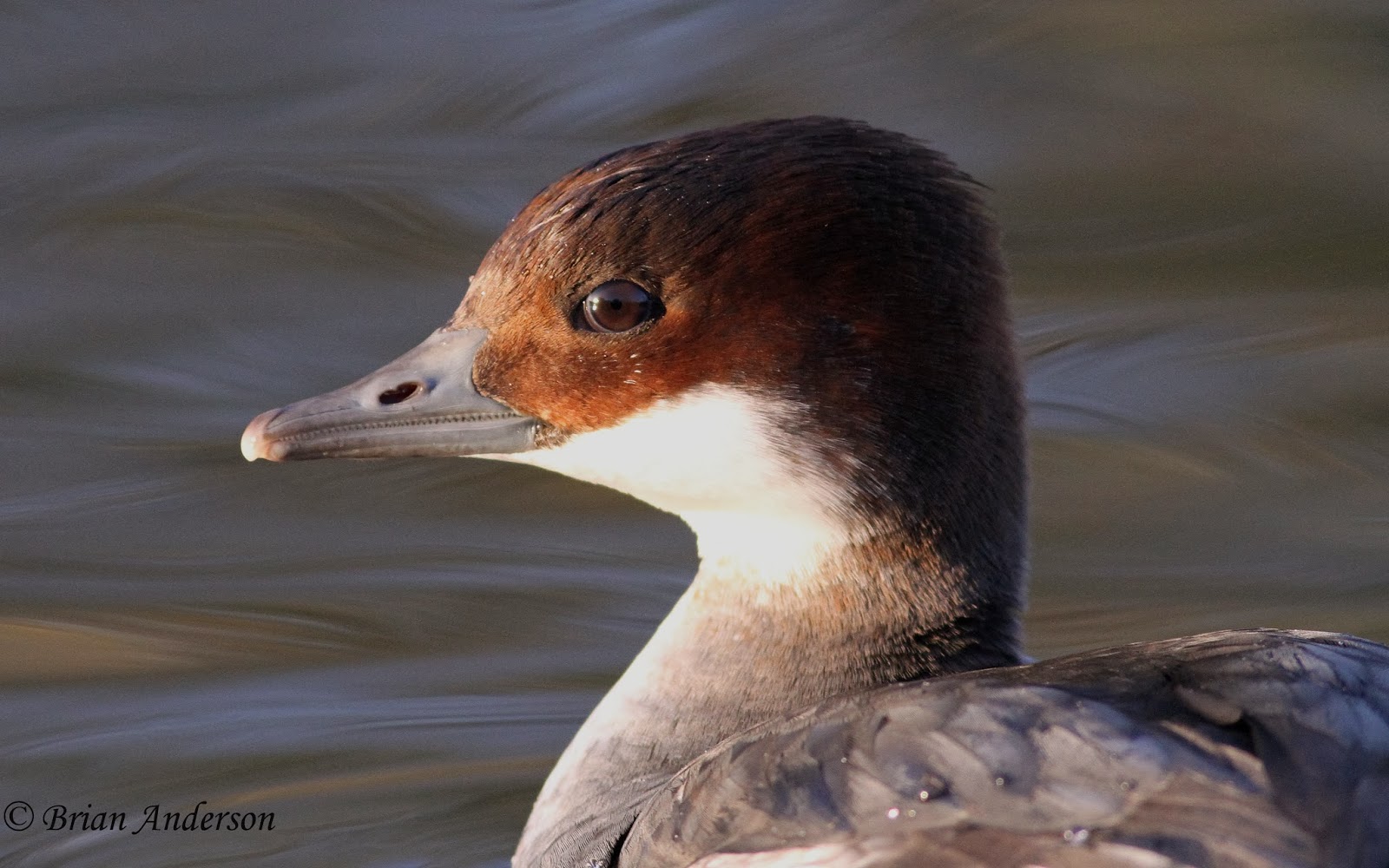 Brian's birding blog: "Lovely little Red head" SMEW on Connaught Water
