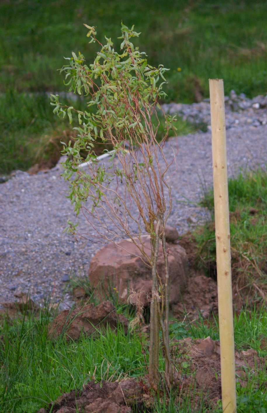 ray's gardenscape: planted some more trees