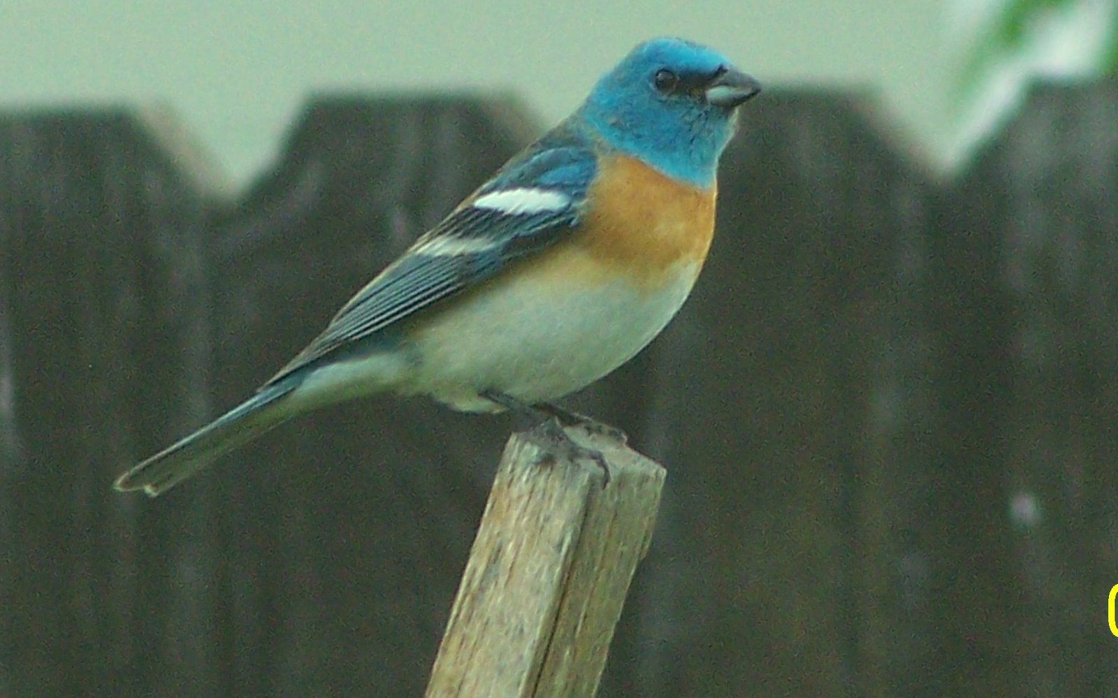 Rod and Gail of Star, Idaho: Colorful birds Spring Star Idaho