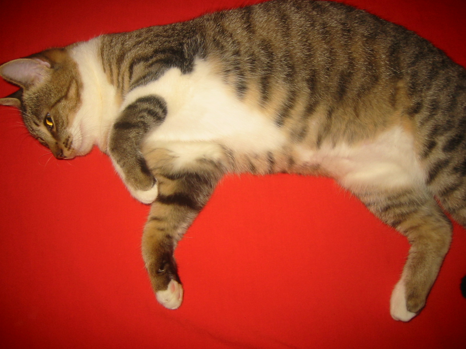 Blog de fotografii: Pisica mea tigrata si grasa