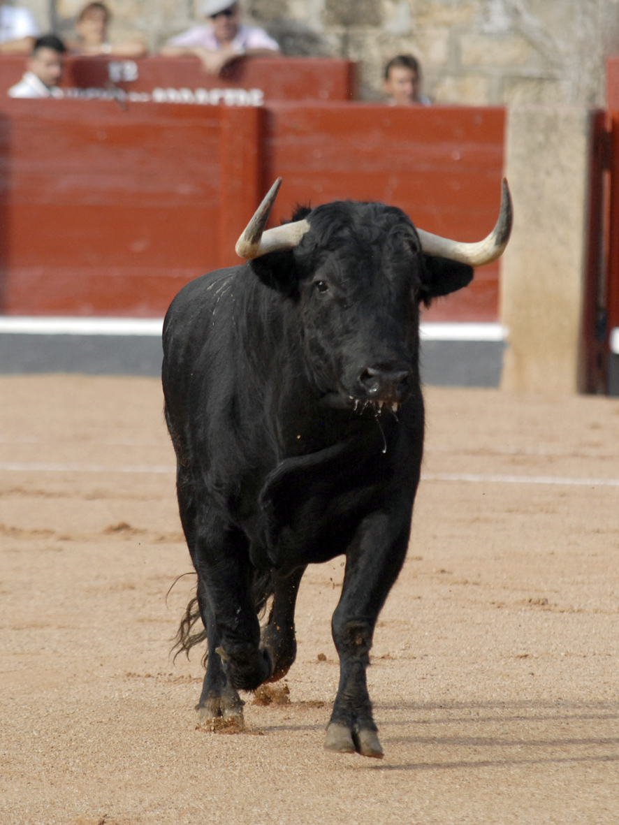 La Suerte Natural: El Toro de Oro ya está en El Puerto