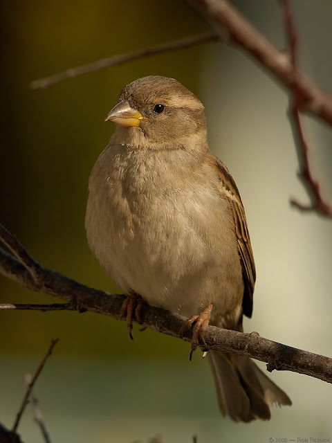 Pictures for everyone: Sparrow