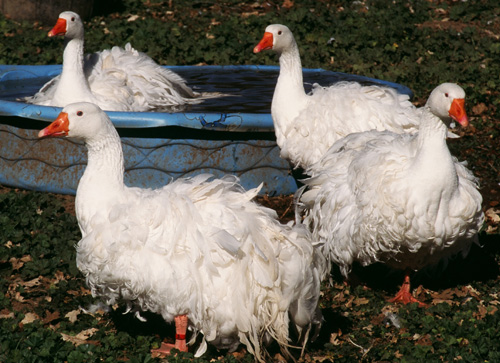 Breed Savers: Sebastopol Geese - The Goose With a Curly "Perm"