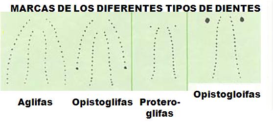 Ofidico: BIOLOGIA DE LAS SERPIENTES