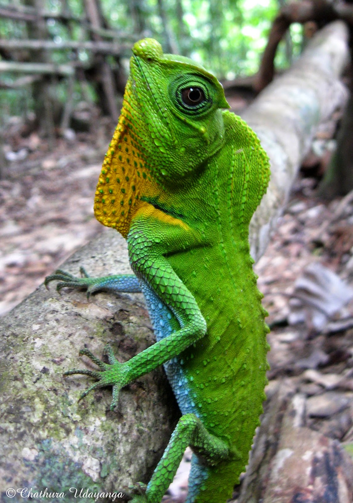 Nature Of Srilanka: Lyriocephalus scutatus (Linnaeus, 1758); Hump-nosed ...