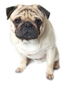 Conoce a tu Perro: Pug