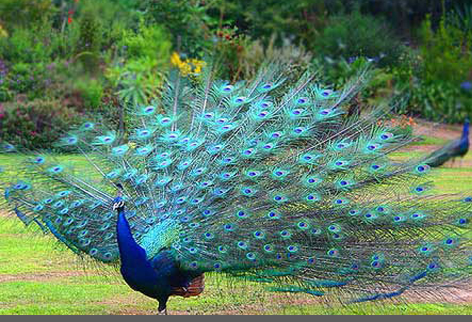 Rupa rupa burung - macam macam burung