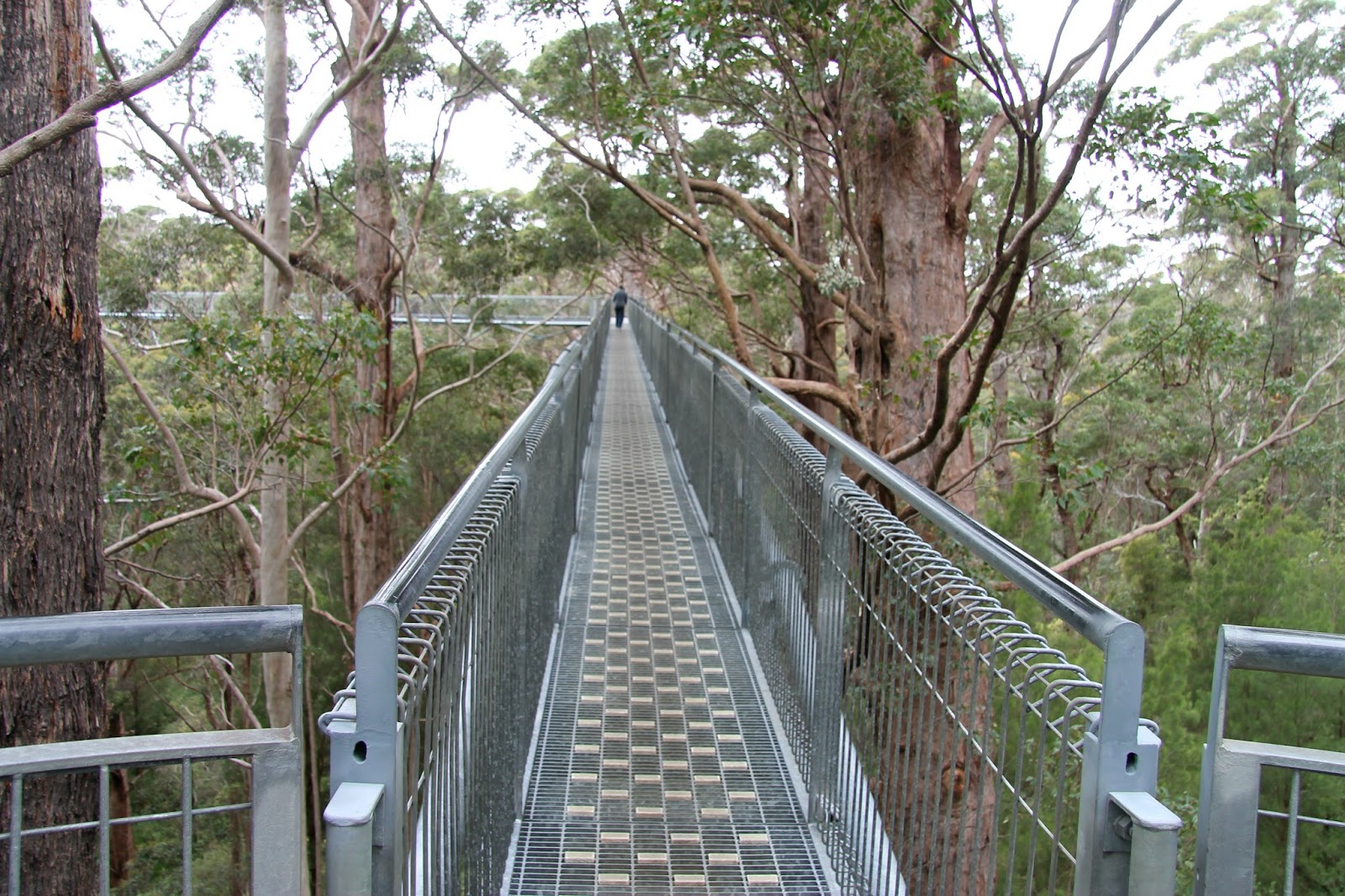 Roadtrip to Great Southern of WA: Tree Top Walk - Fiiaelina