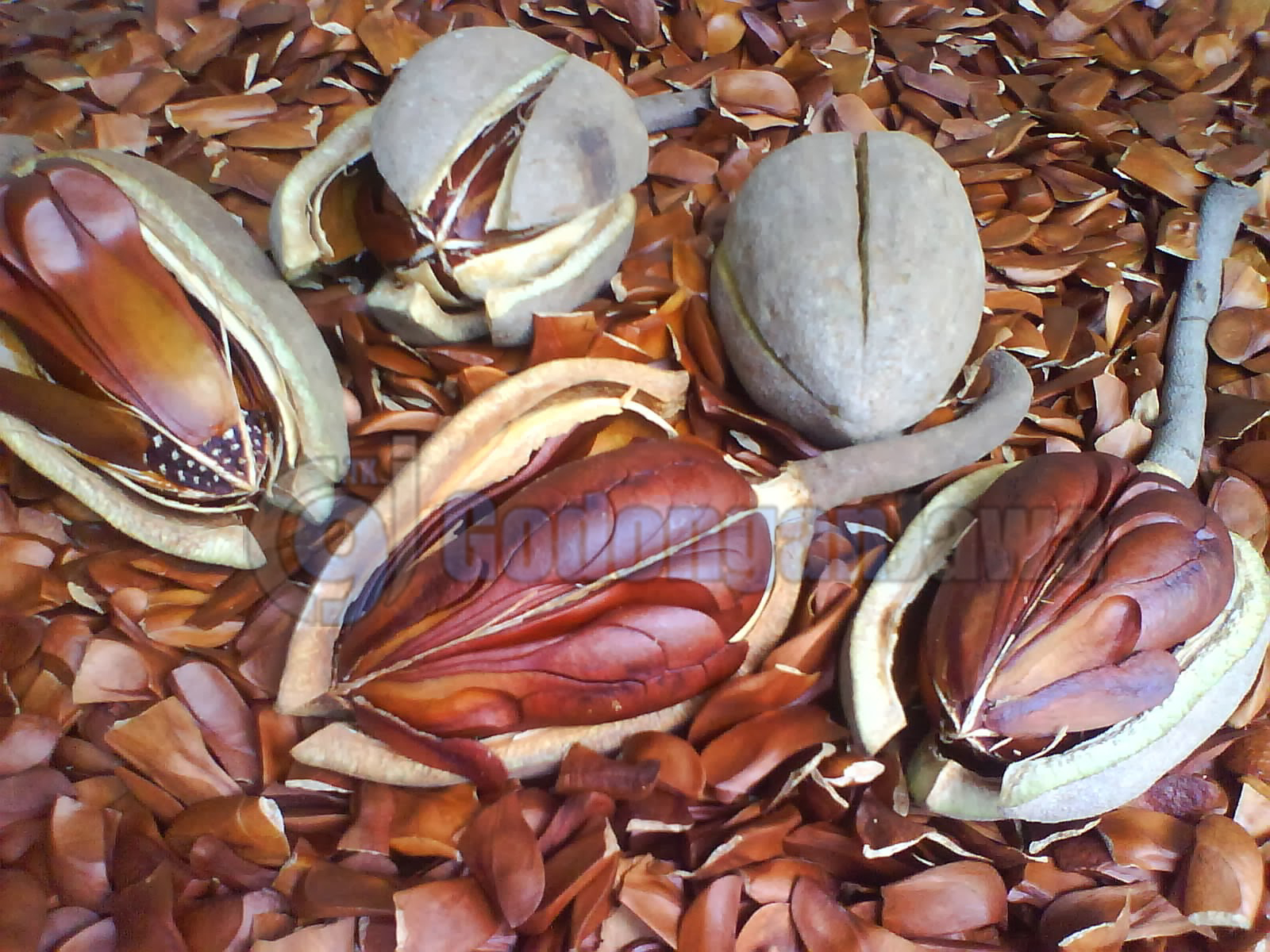 Populer Biji Mahoni, Istimewa!