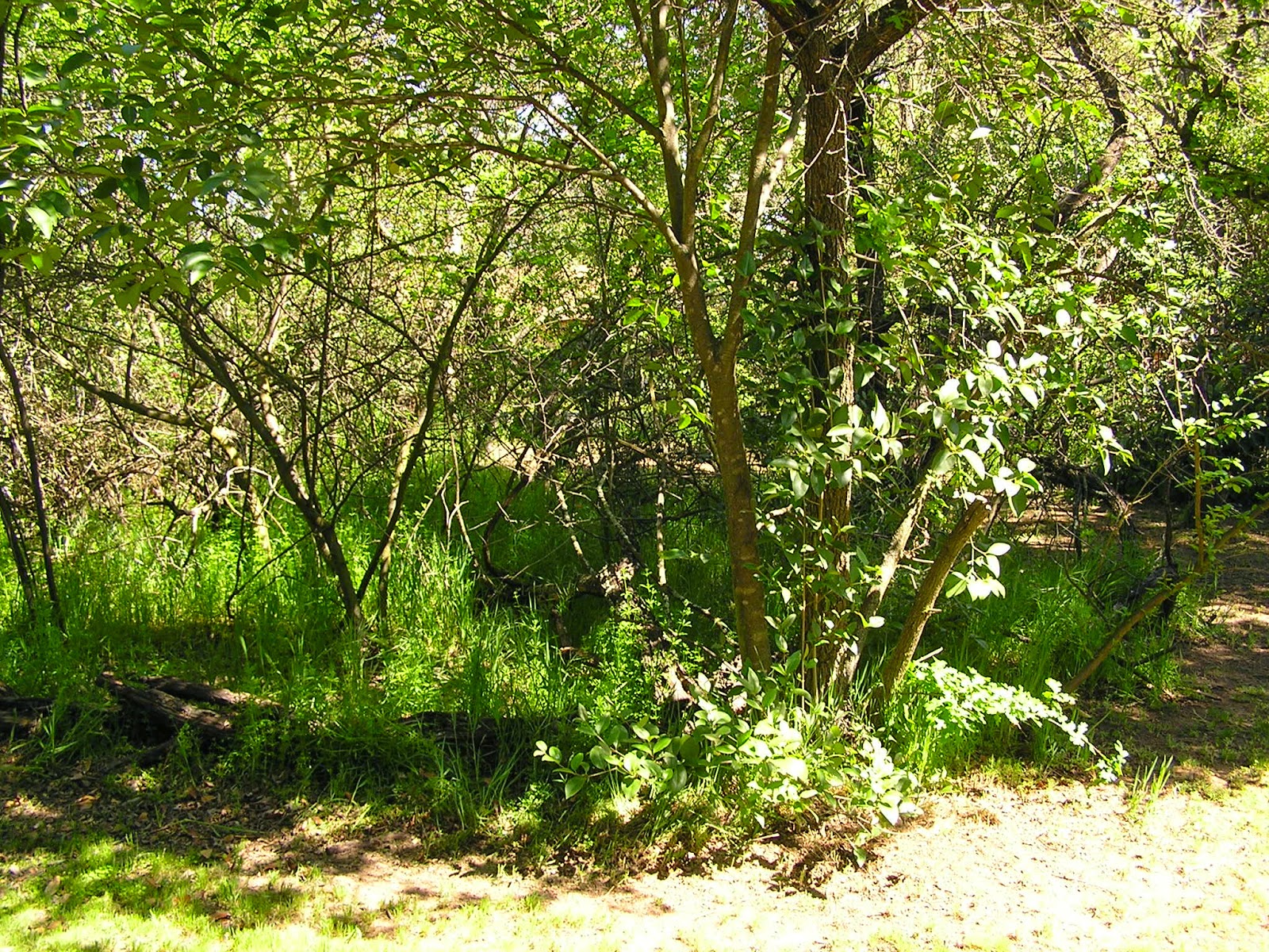 Perspective: The mini-forest