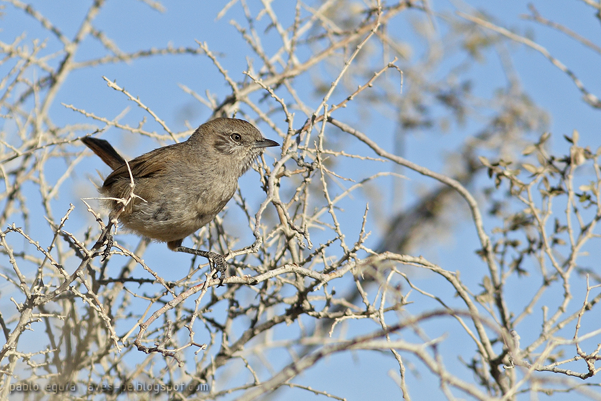 mis fotos de aves: Pseudasthenes patagonica Canastero Patagónico ...