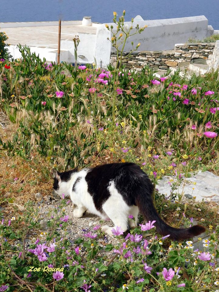 Homo Universalis: ΣΙΦΝΟΣ:"ΤΑ ΕΧΕΙ ΟΛΑ"(2) - ΦΩΤΟΓΡΑΦΙΚΟ ΑΛΜΠΟΥΜ ΤΗΣ ...