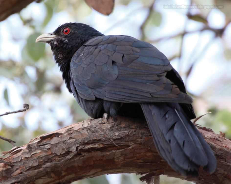 Best Beautiful hd wallpapers for Desktop Basckground: Koel bird ...