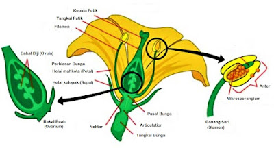 Bunga Sempurna: Contoh dan Pengertian - Ilmusiana