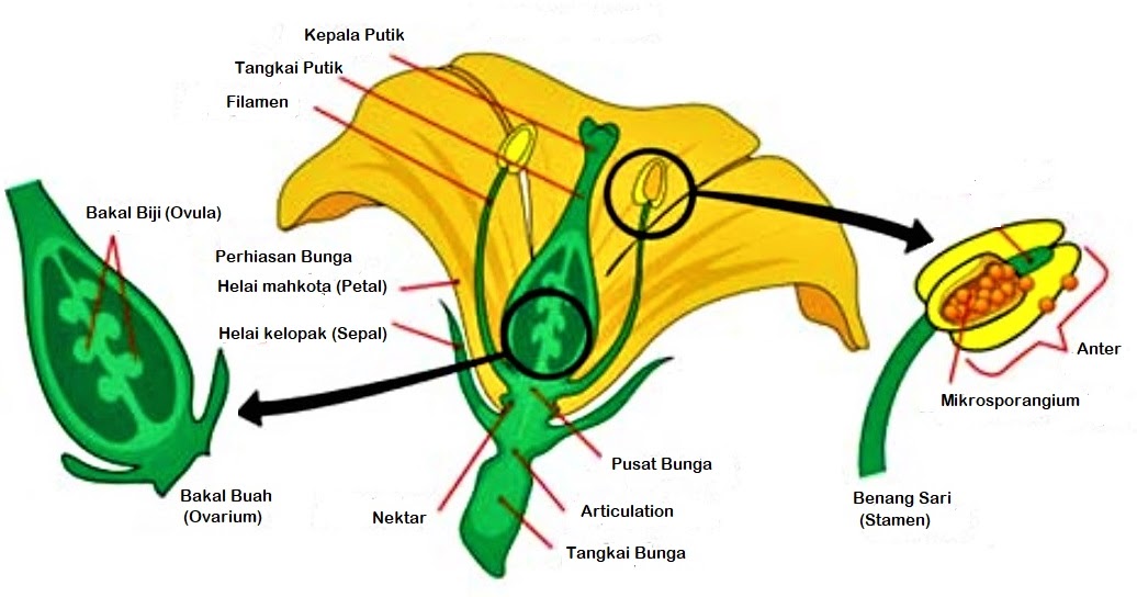 Contoh Bunga Tidak Sempurna Adalah