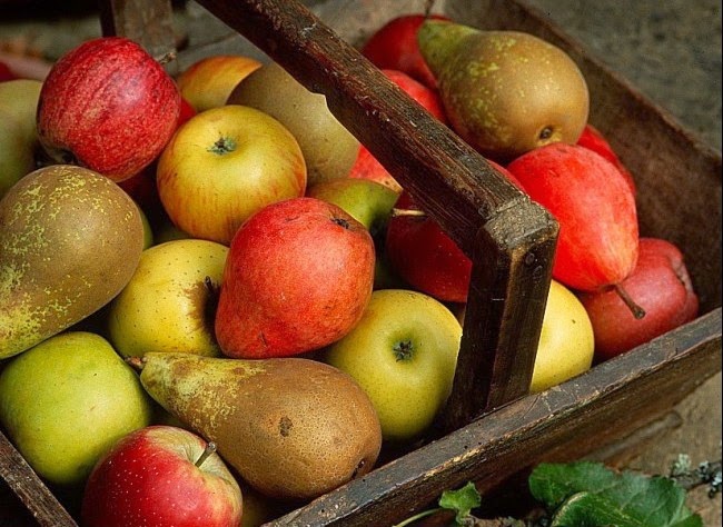 Amap du plessis : Les pommes - les poires