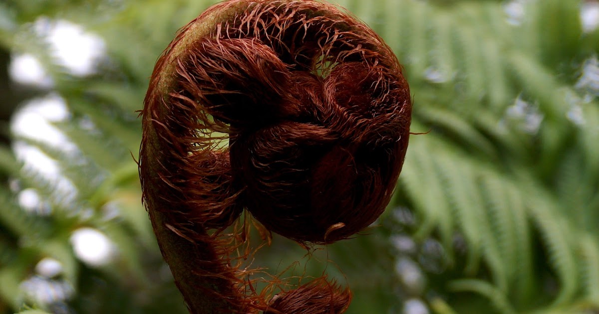 DEDO VERDE: Feto arboreo - Cyathea cooperi
