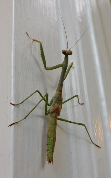 MARIETTE'S BACK TO BASICS: {Praying Mantis}