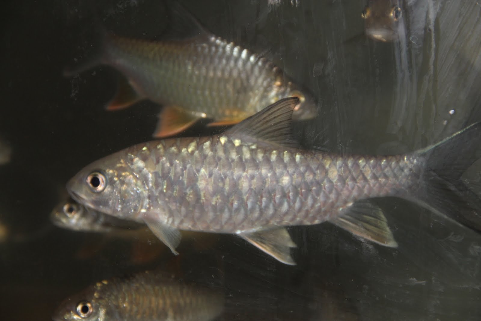 THIS'S MY WORLD: Rearing Empurau in Aquarium