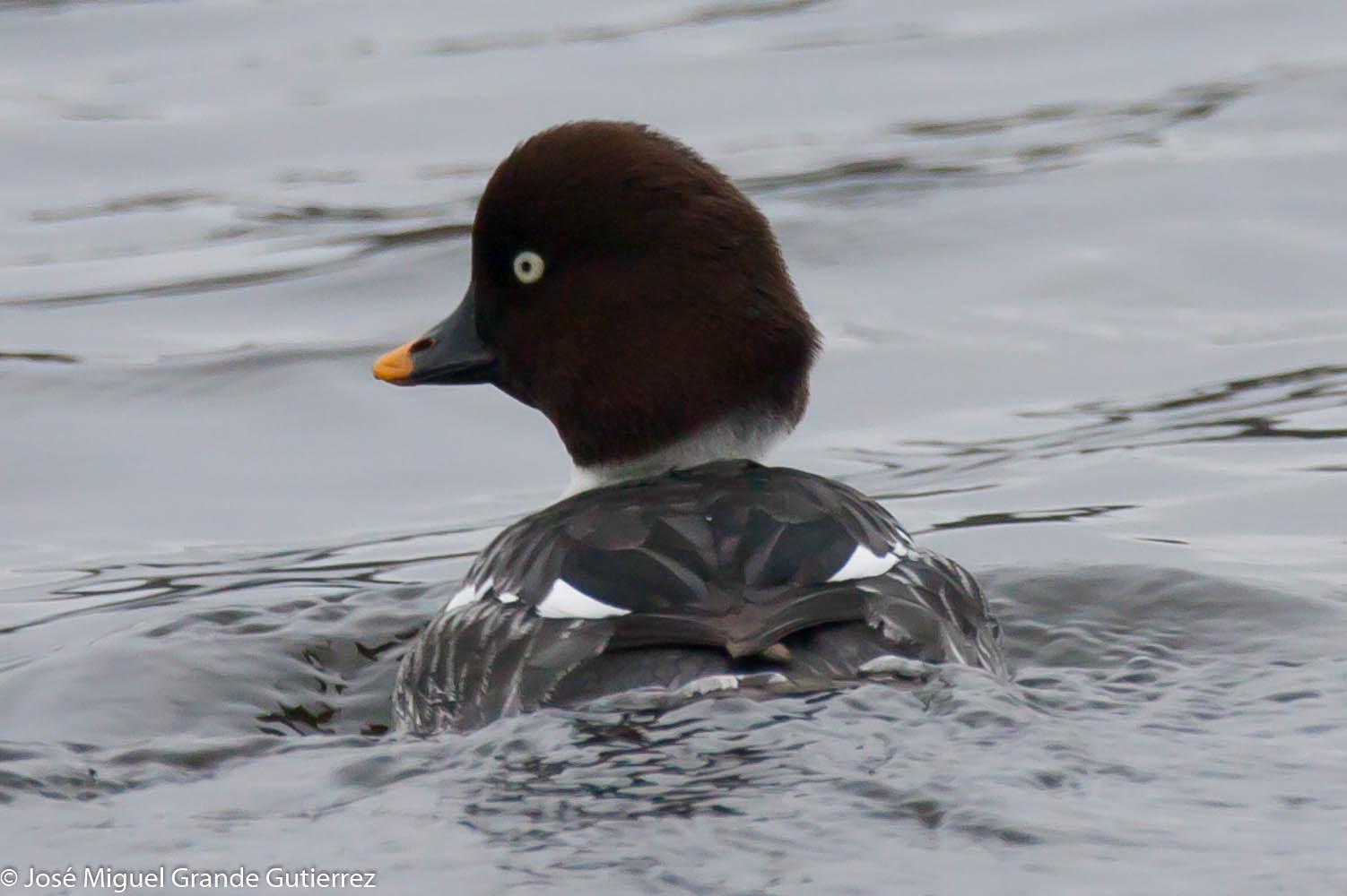 AVES DEL CIELO - BIRDS OF HEAVEN: Birds Denmark-Aves de Dinamarca ...