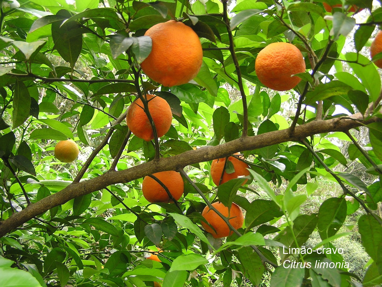 Plante Uma Vida, Plante Uma Árvore: O melhor dos limões