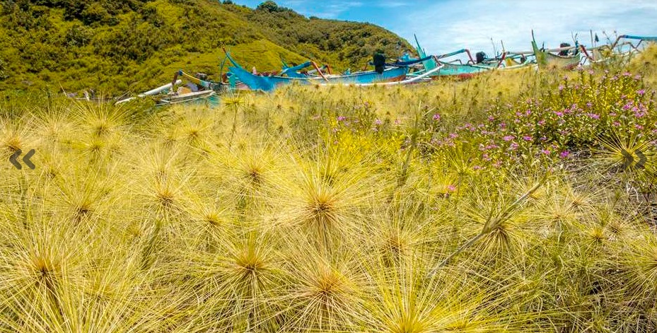 Pantai Payangan Jember, Keindahan yang Menggoda - Tempat wisata di ...
