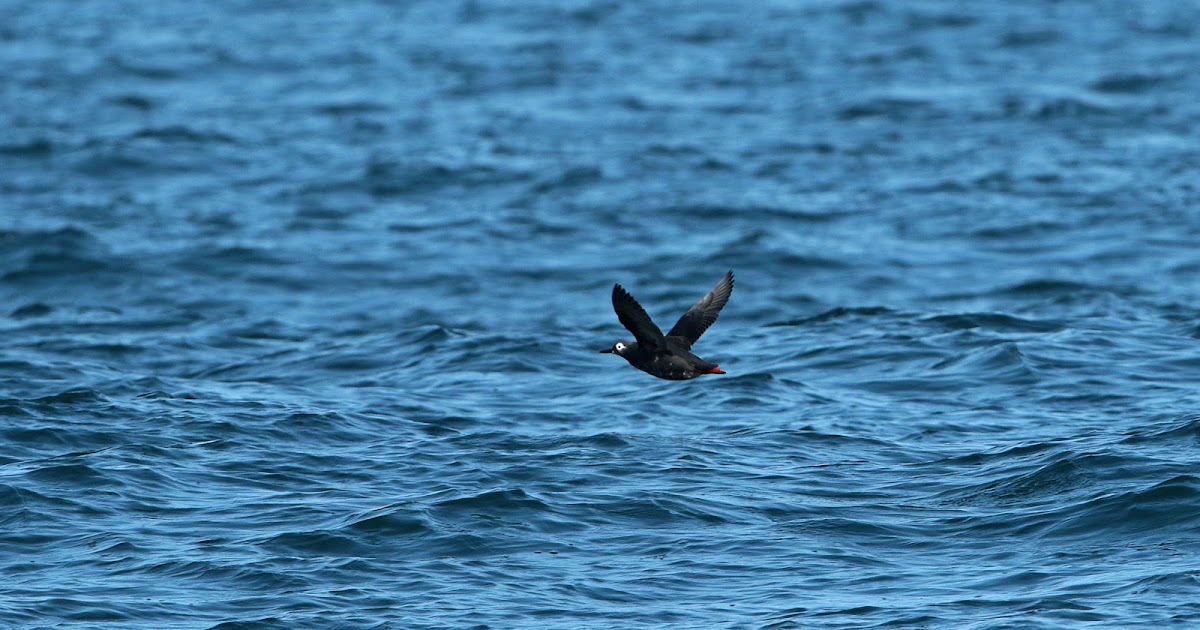 Nemuro Wildlife & Landscape Blog: 170305_Habomai Seabirds Birdwatching ...