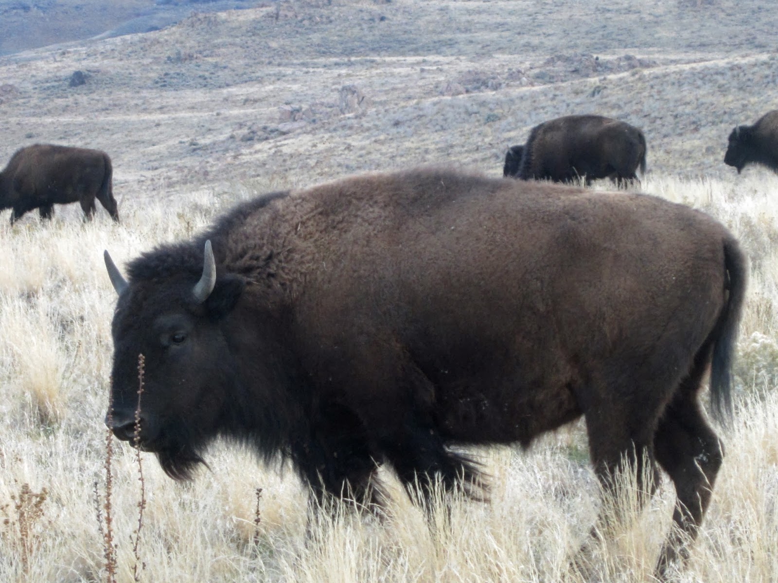 Beware of the Rug: Antelope Island