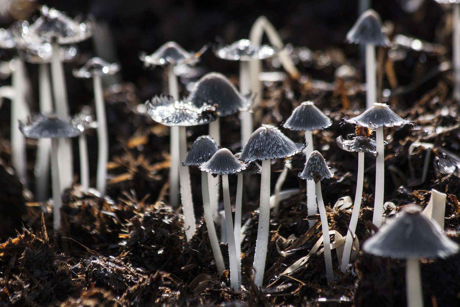 Pengertian Serta Klasifikasi Fungi Atau Jamur Lengkap pengertian-serta-klasifikasi-fungi-atau-jamur-lengkap