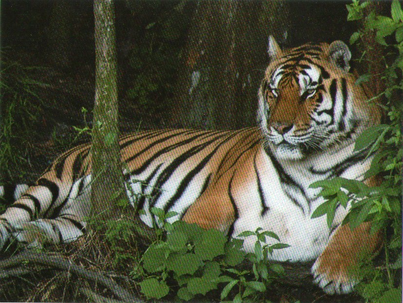 Postcards Journey: Bangladesh - Shere-Khan ,Tiger
