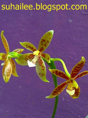 orkid liar : orkid liar / hutan dan kacukan