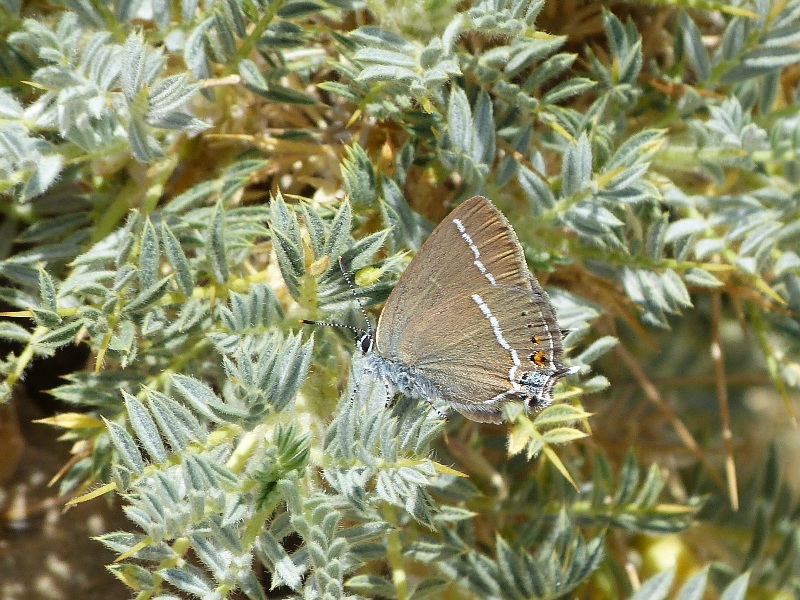 Butterfly Notes: Sierra Nevada Butterflies - July 2016 (4)