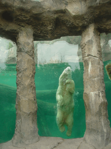 Animals World: inside water polar bear