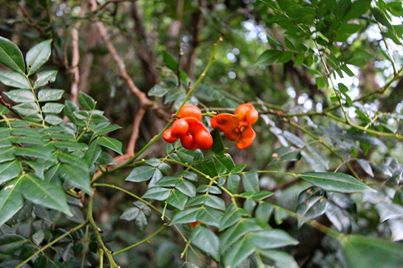 Photographic Handbook of Phil. Plants and Flowers: A-B