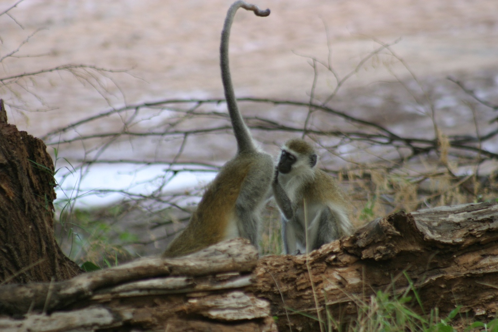 Julia In Kenya: How to Pass Monkey Inspection