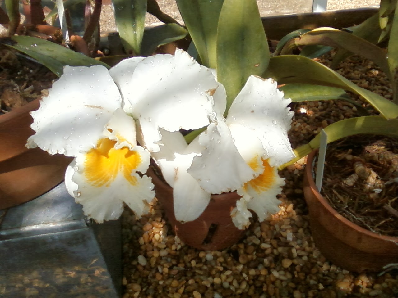 Two Sisters Gardening: Orchid -- The Air Plant