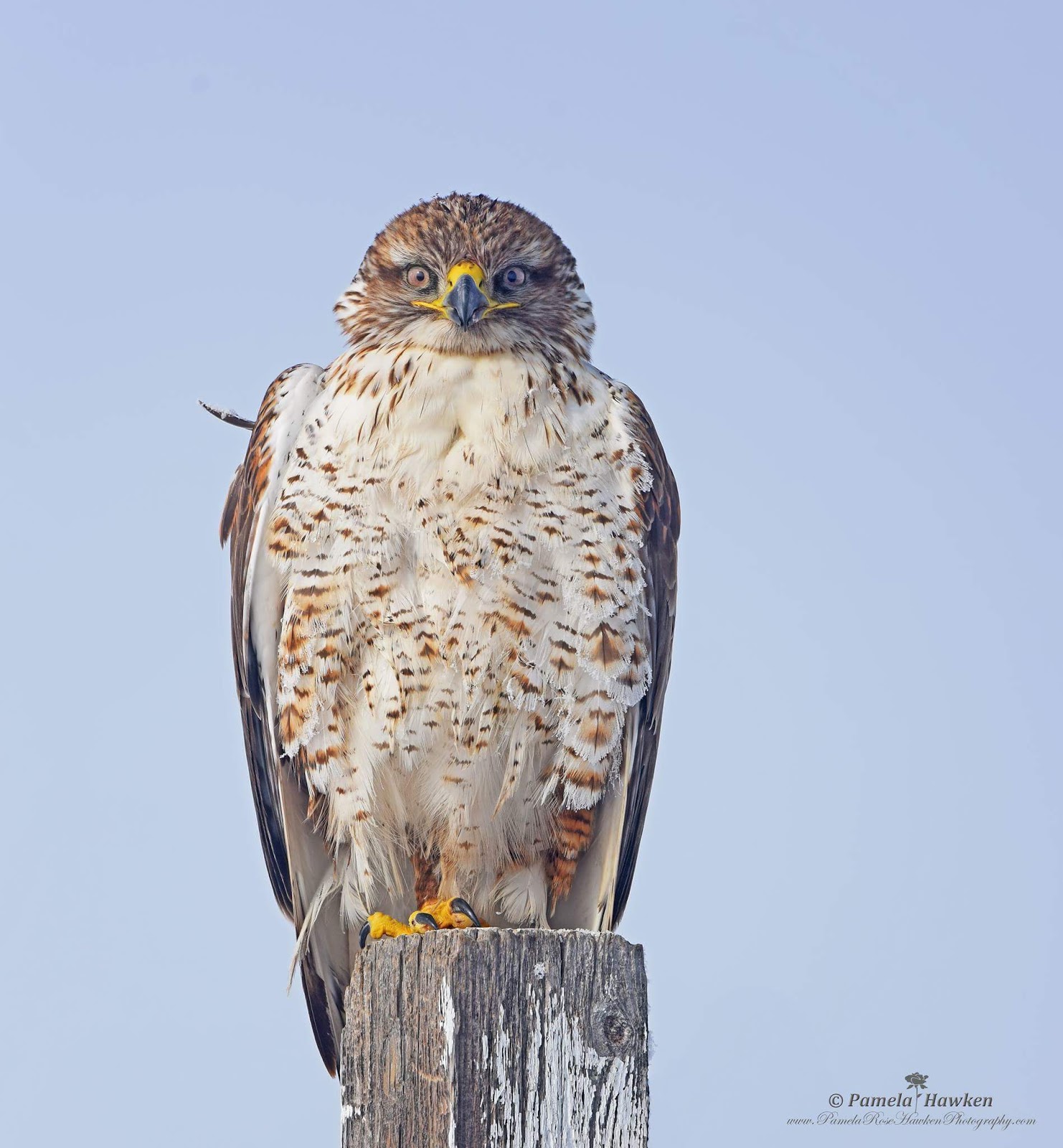 West County Hawkwatch Raptor Research Group