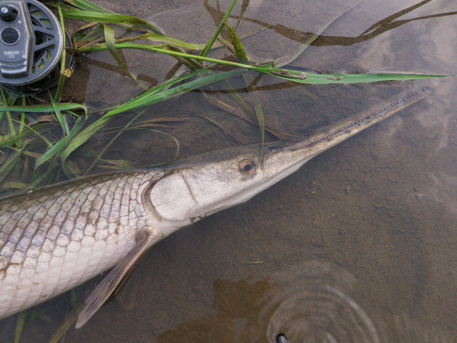 The Adventures and Musing of Drew Price, Angler: Gar-gantuan!