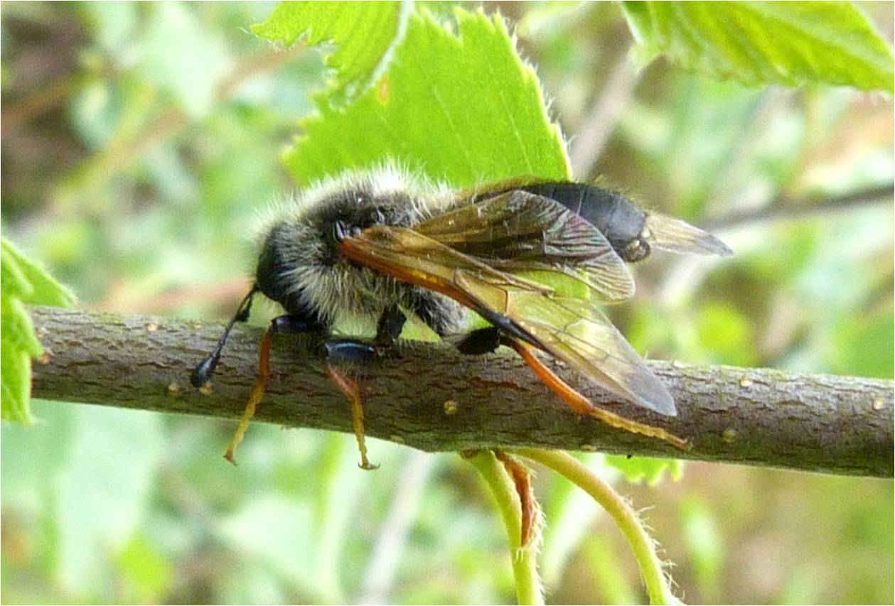 Insects of Scotland: Bees/Wasps/Ichneumons/Sawflies/Ants
