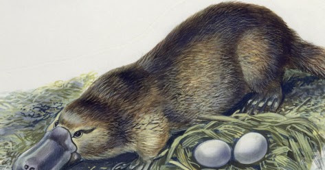 BIO-LOGIA: MIRE SZOLGÁL A KACSACSŐRŰ EMLŐS CSŐRE?