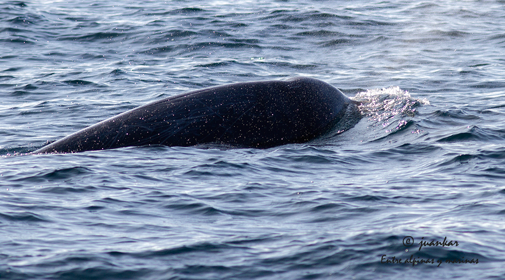 Entre alpinas y marinas.: Dientes de zifio.