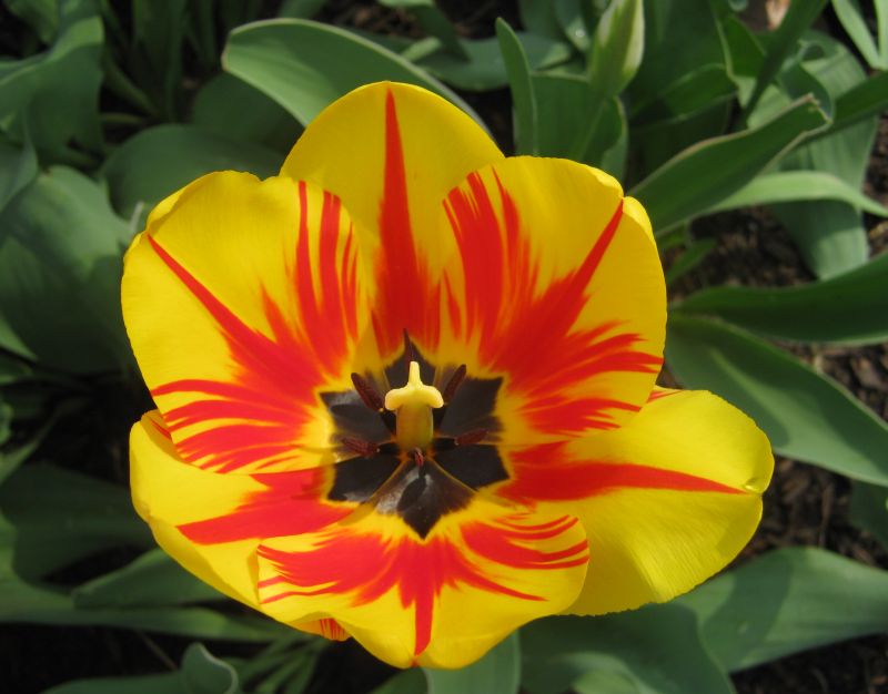 Future Plants by Randy Stewart: Tulipa - Tulip