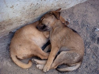 Help Stray dogs around us: Poor Stray dogs in India