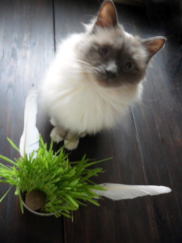 omⒶ KOPPA: Hyvää syntymäpäivää Robert!